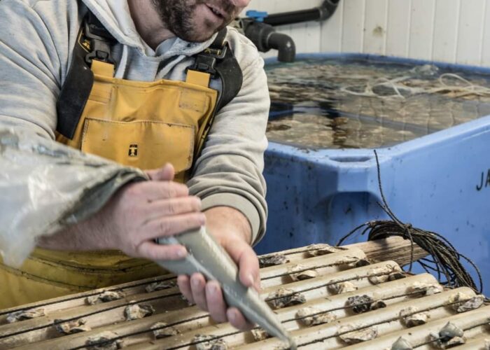 Mas Henri - Mas Henri